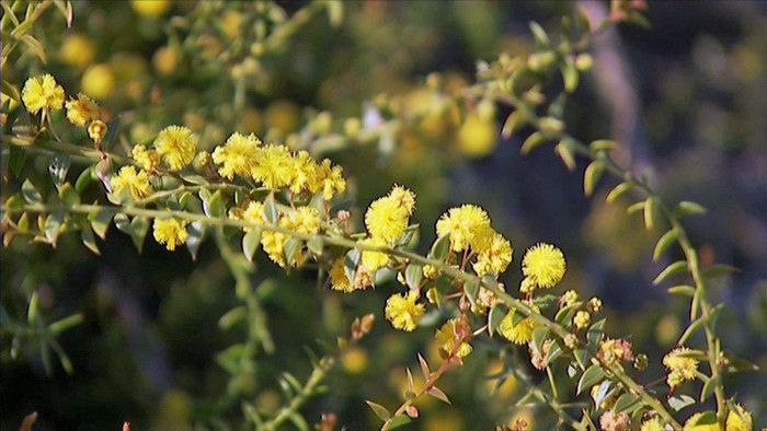 Wattle Wonderful World - Gardening Australia