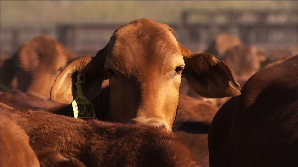 Mining to Dining - ABC News