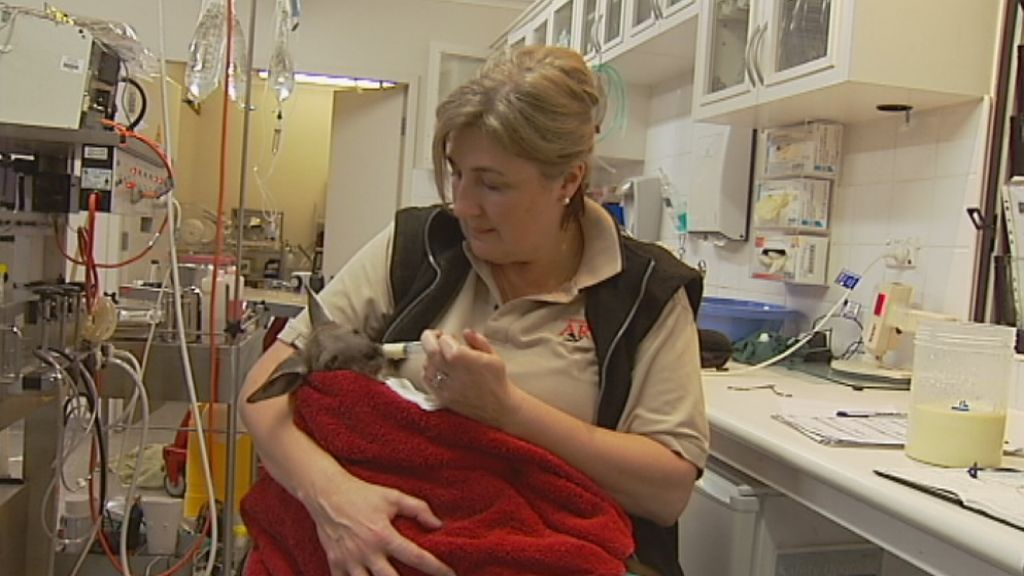 Joeys under wraps - ABC News