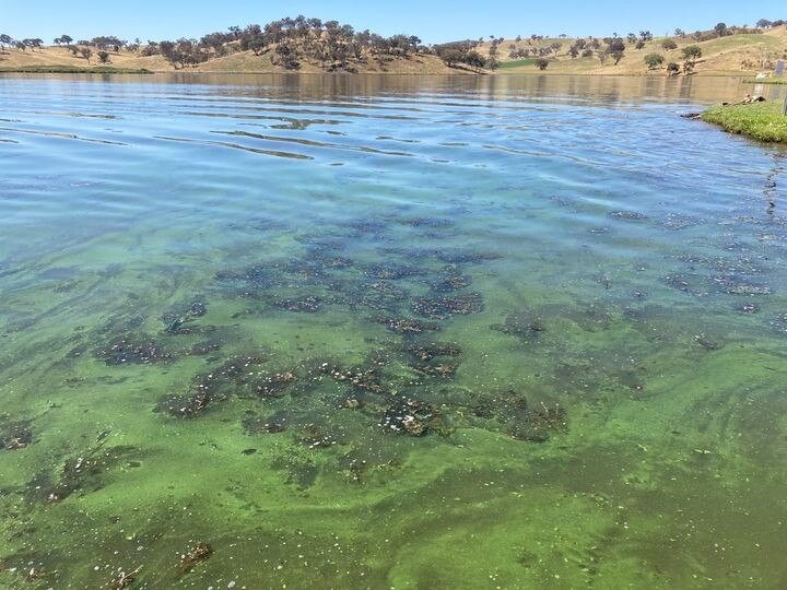 Dangerous levels of blue-green algae prompt warnings across the Central ...