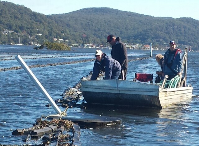 Brisbane Water oyster growers thrown a lifeline - ABC News