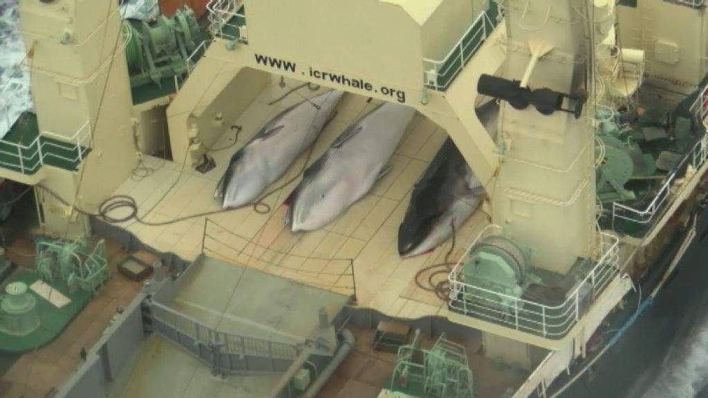 Japanese whaling shown in graphic video released by Sea Shepherd - ABC News