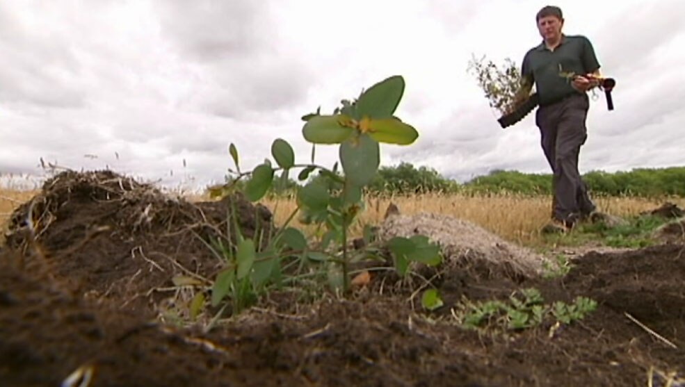 Tasmanian midlands to see 1 million trees planted as part of Australia ...