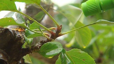 Autumn Work - Gardening Australia