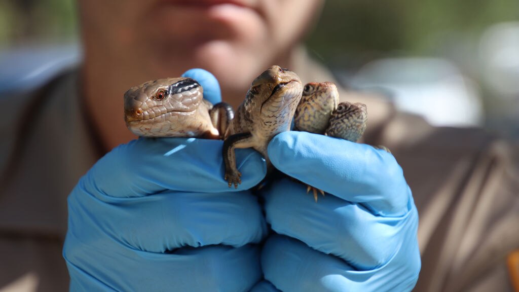 Lizards among more than 200 native animals seized near WA-SA border ...