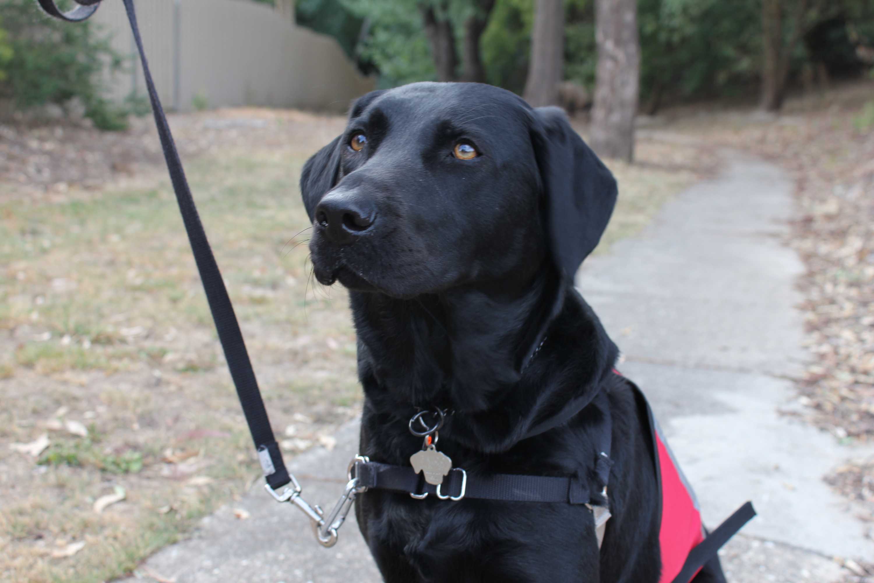 Meet Baloo, the incredible labrador who can predict her owner’s ...