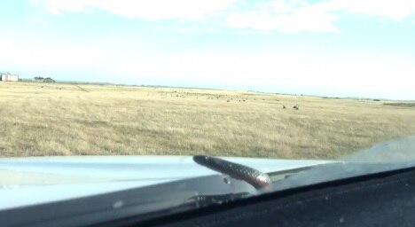 Red-bellied black snake shocks driver by slithering out from under car ...