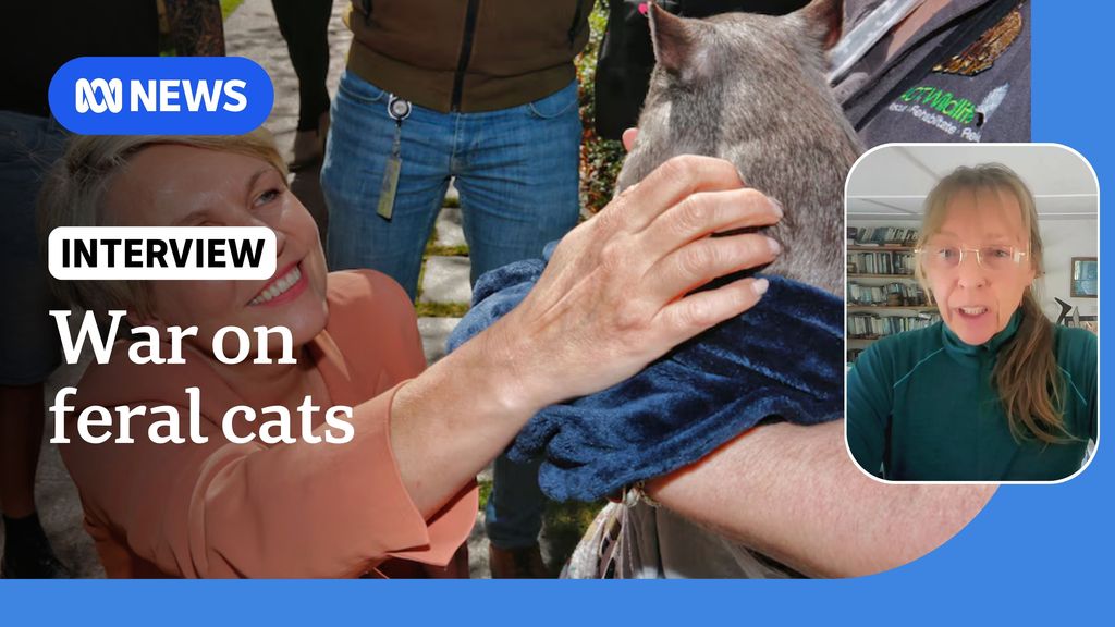 Federal government invests in projects to fight feral cats - ABC News