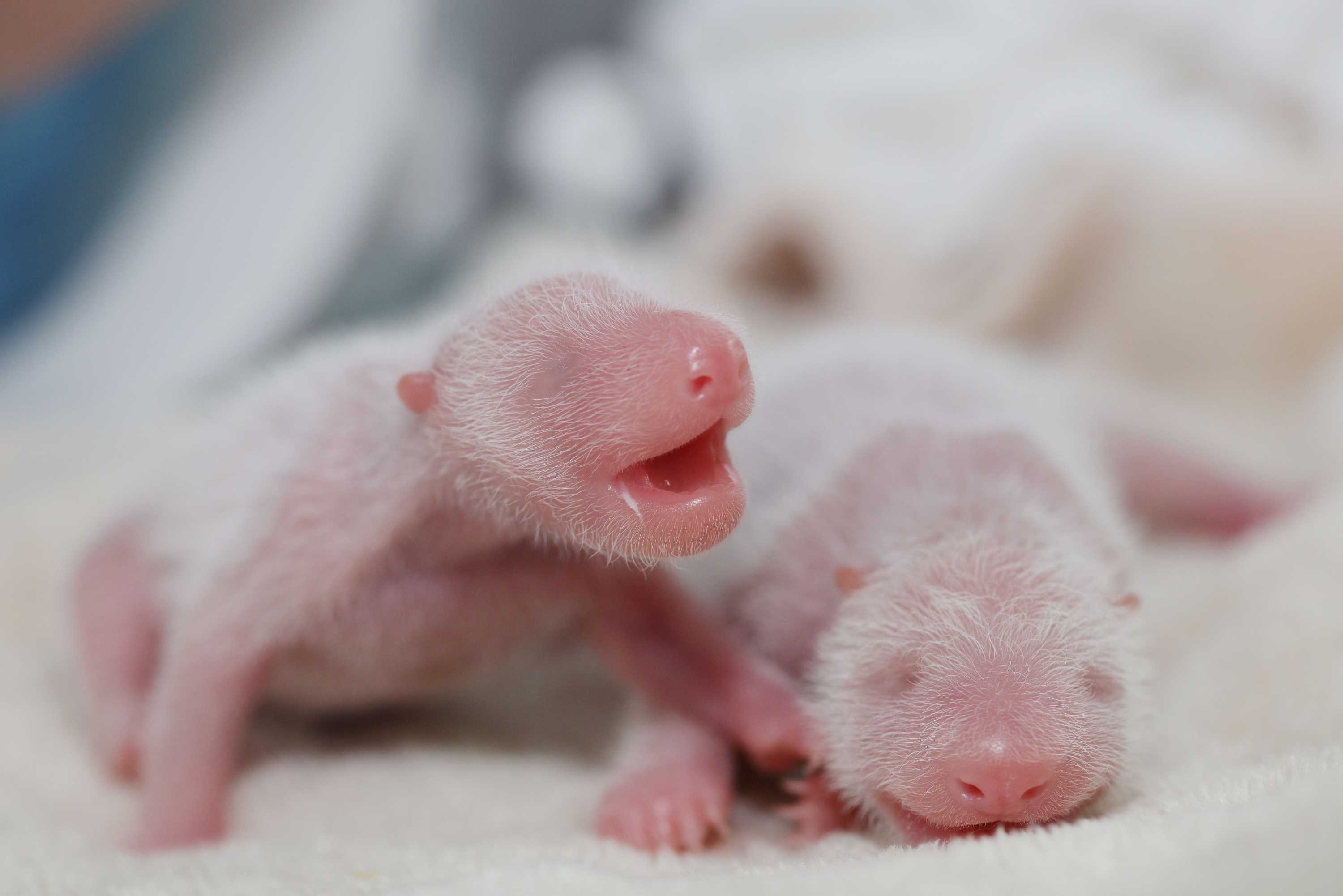 Giant panda twins born in China - ABC News