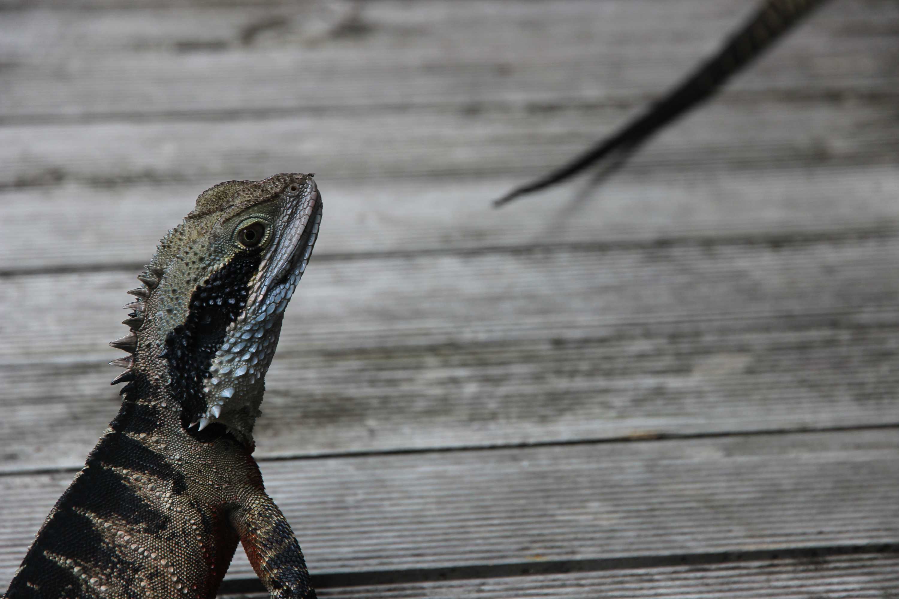 Suburban pool conversion provides a home for eastern water dragons ...