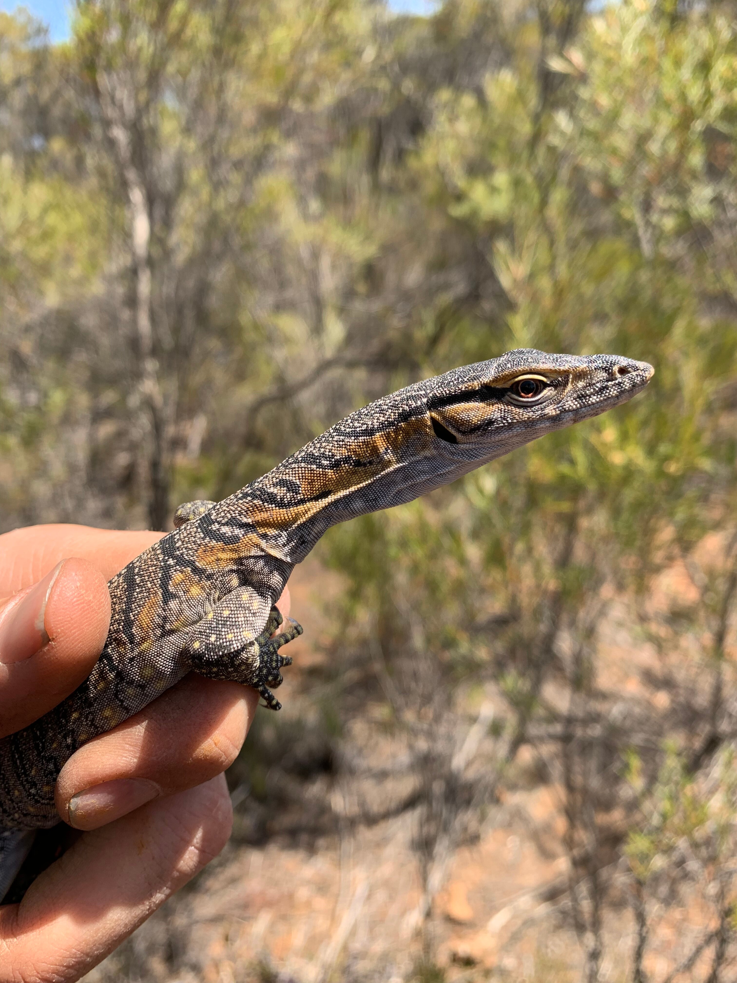 Vulnerable heath goanna spotted for first time in Woomargama National ...
