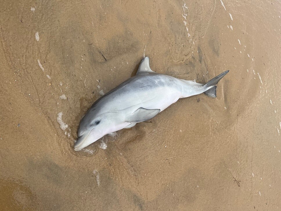 Dorsal fin injuries sustained by dolphins in Bunbury, WA, worry ...