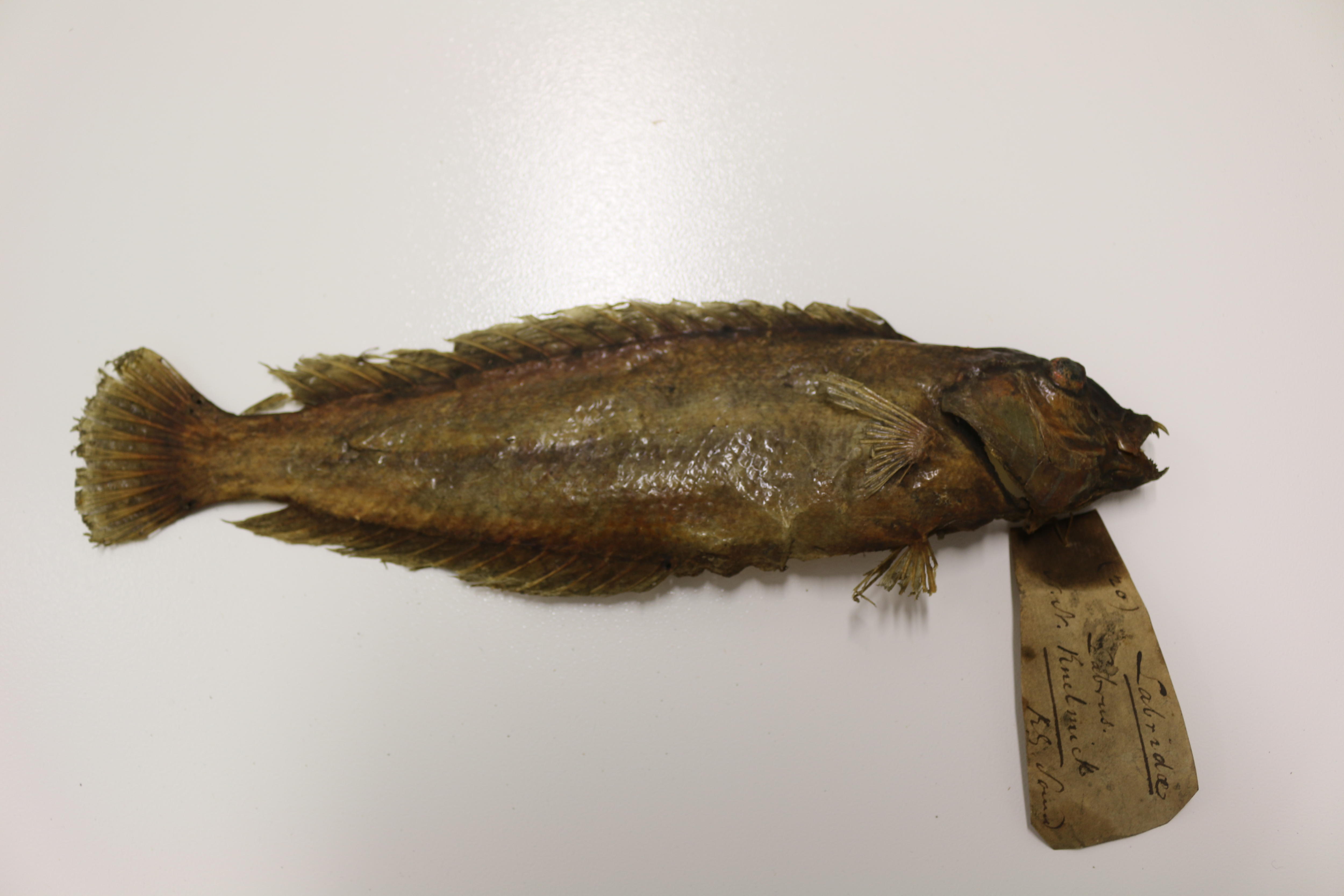 Historical fish collection sheds light on Aboriginal fishing methods ...