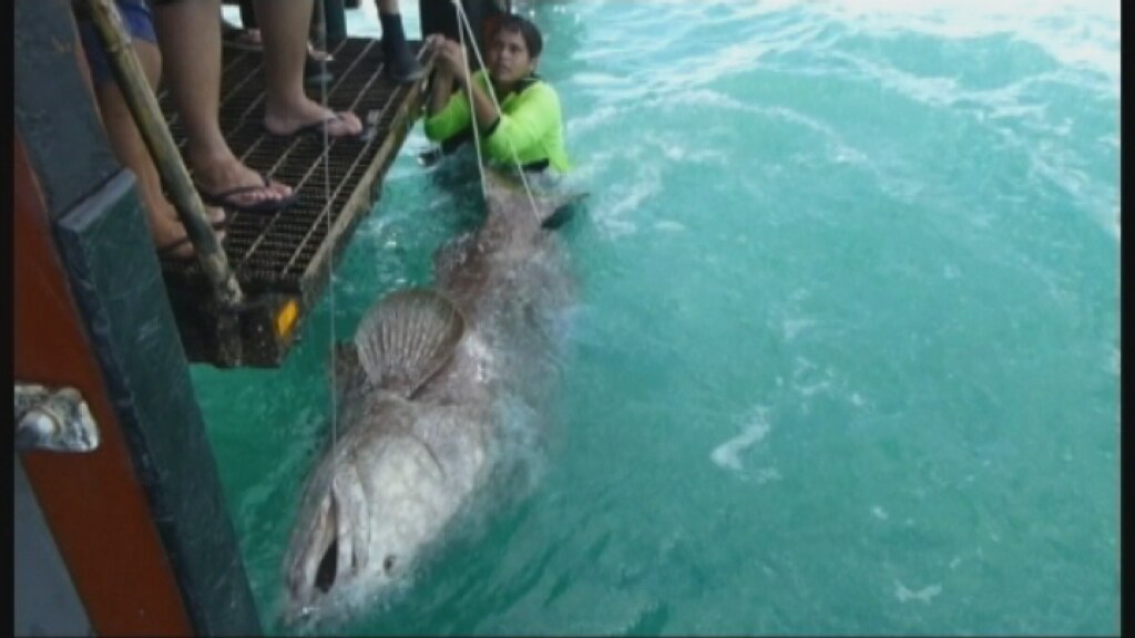 Monster fish catch sparks rescue effort - ABC News