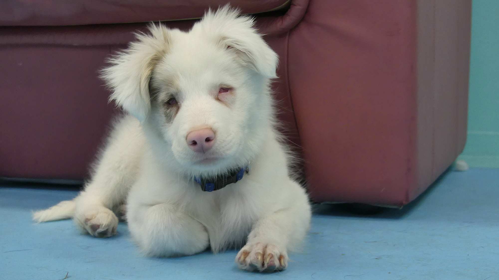 Disabled dogs can still 'make fantastic pets', Tasmanian animal trainer ...