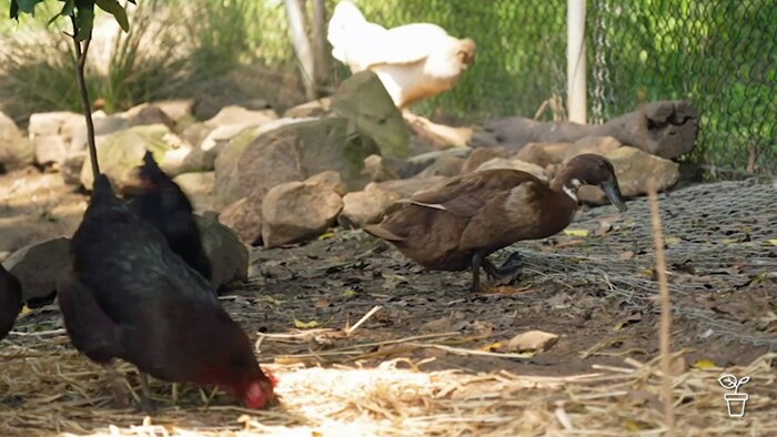 Chooks and Ducks - Gardening Australia