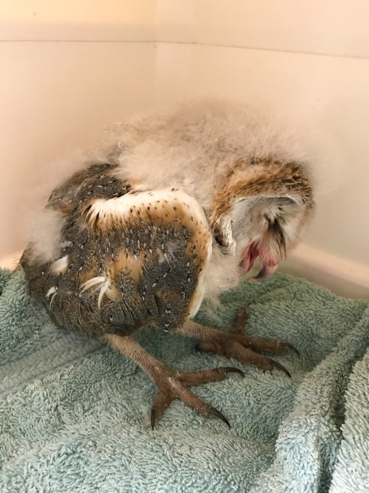 Rescued barn owl chicks bounce back, ready for release into the wild ...