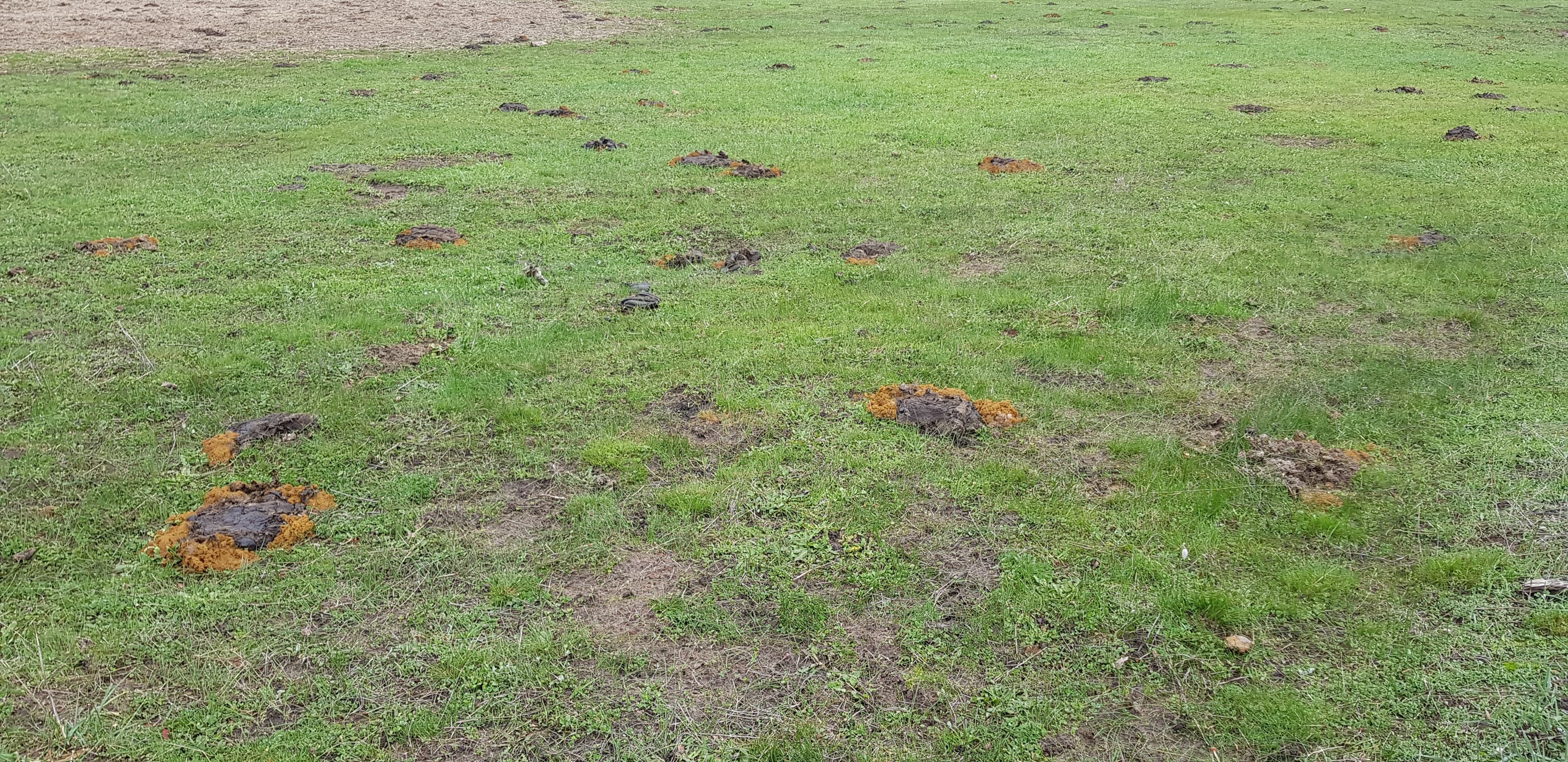 Bubas bison dung beetles help Lucindale cattle farmer in more ways than ...
