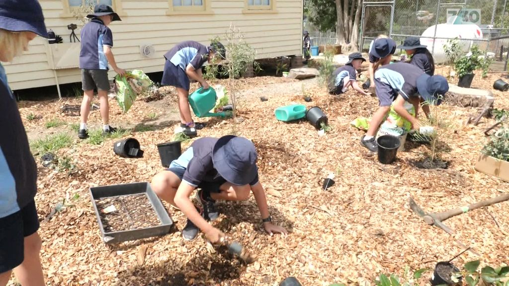 School community garden helps bushfire-affected children in Cobargo ...