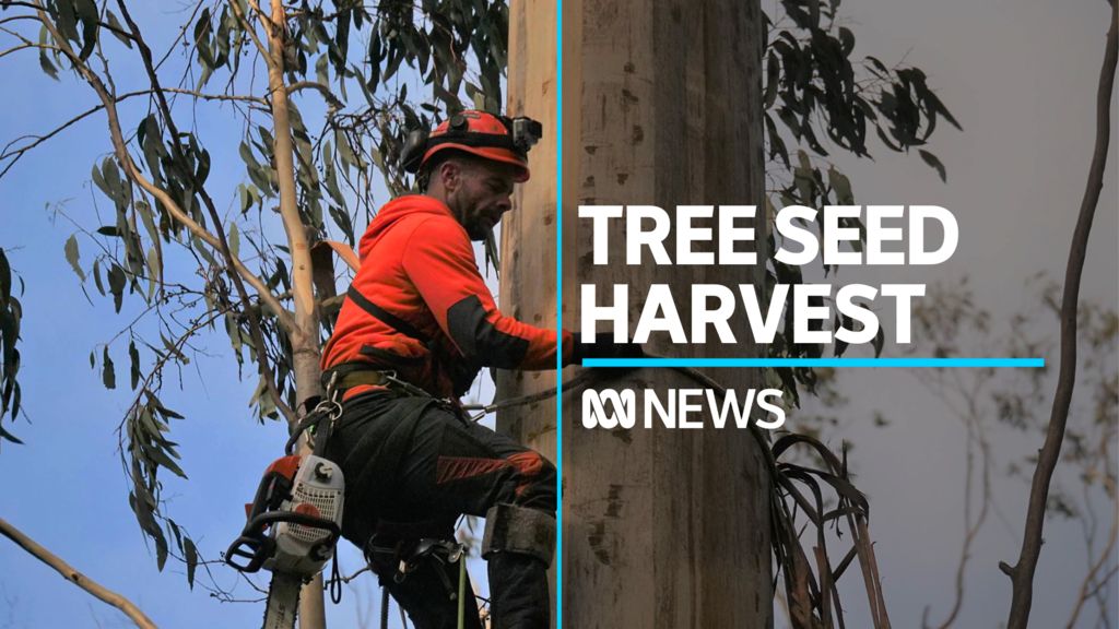 Forestry crews harvest seeds to regenerate forest - ABC News