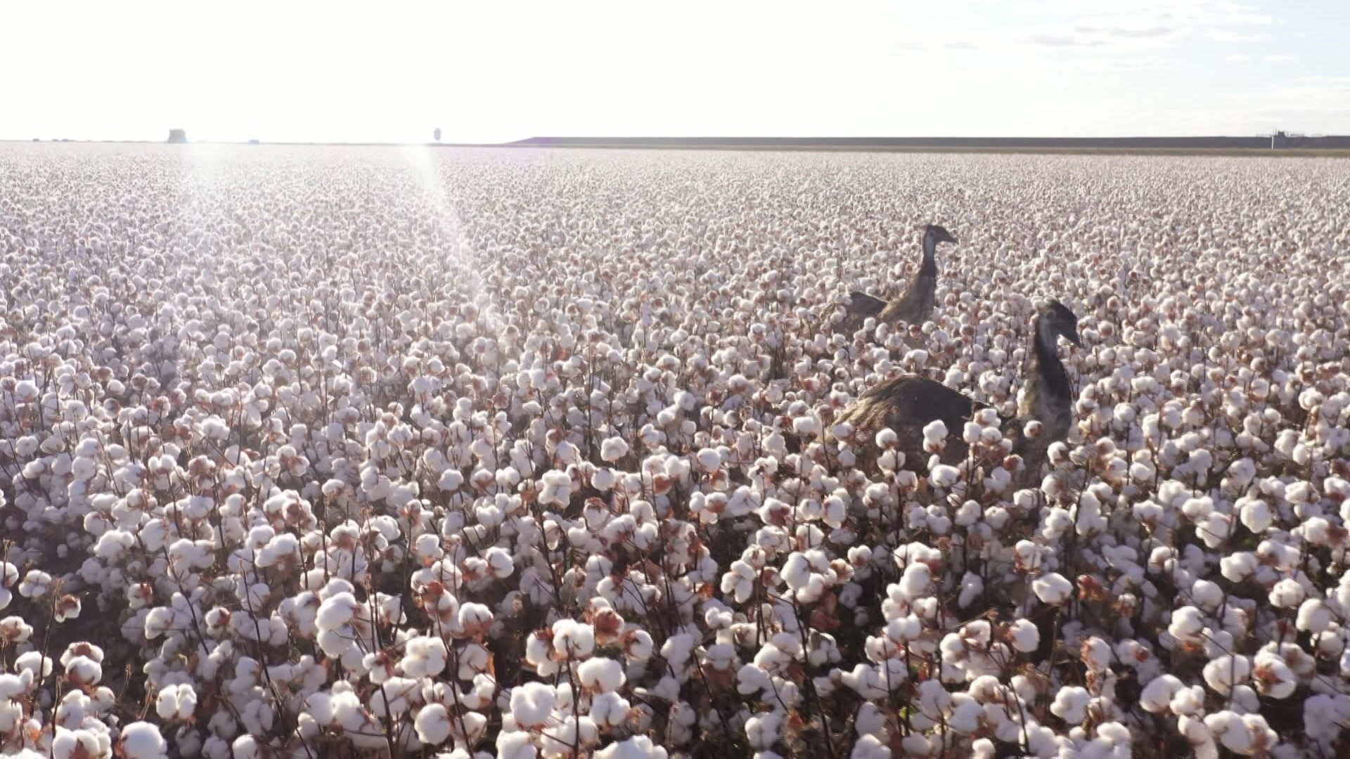 Cotton Camp: Immersive camp for big cotton customers - ABC News