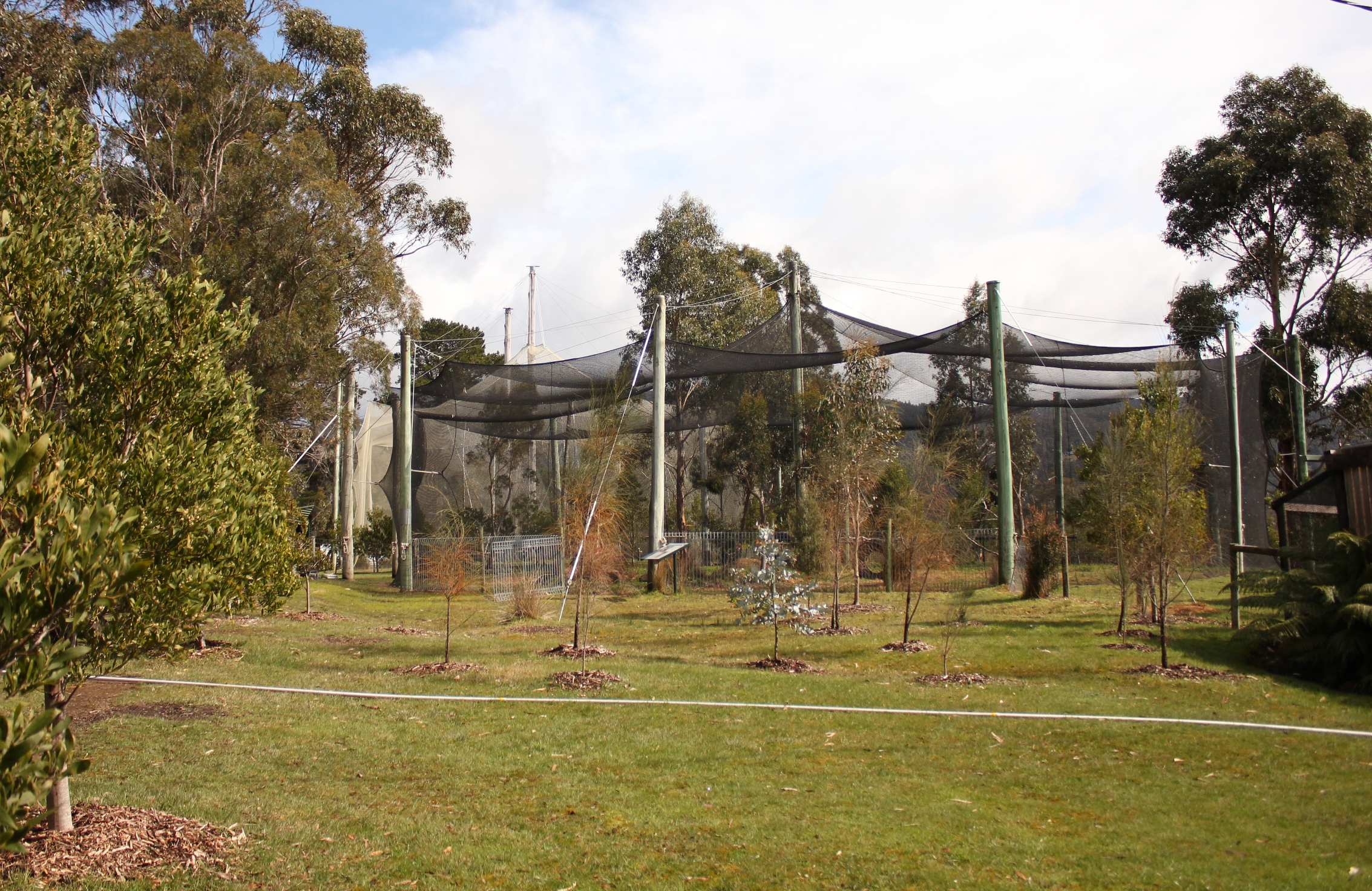 Raptors recovery is 'rollercoaster of emotions' for Tasmanian wildlife ...