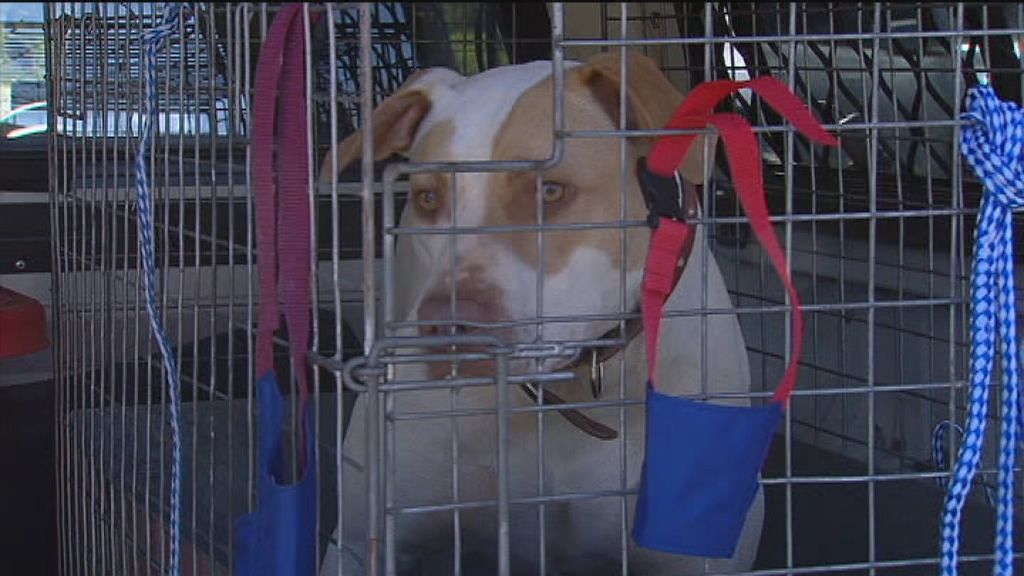 Koongamia - 6056 - Location - ABC News