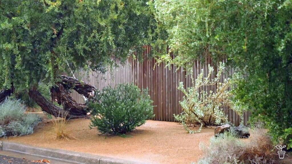 My Garden Path | Ali Mentesh - Gardening Australia