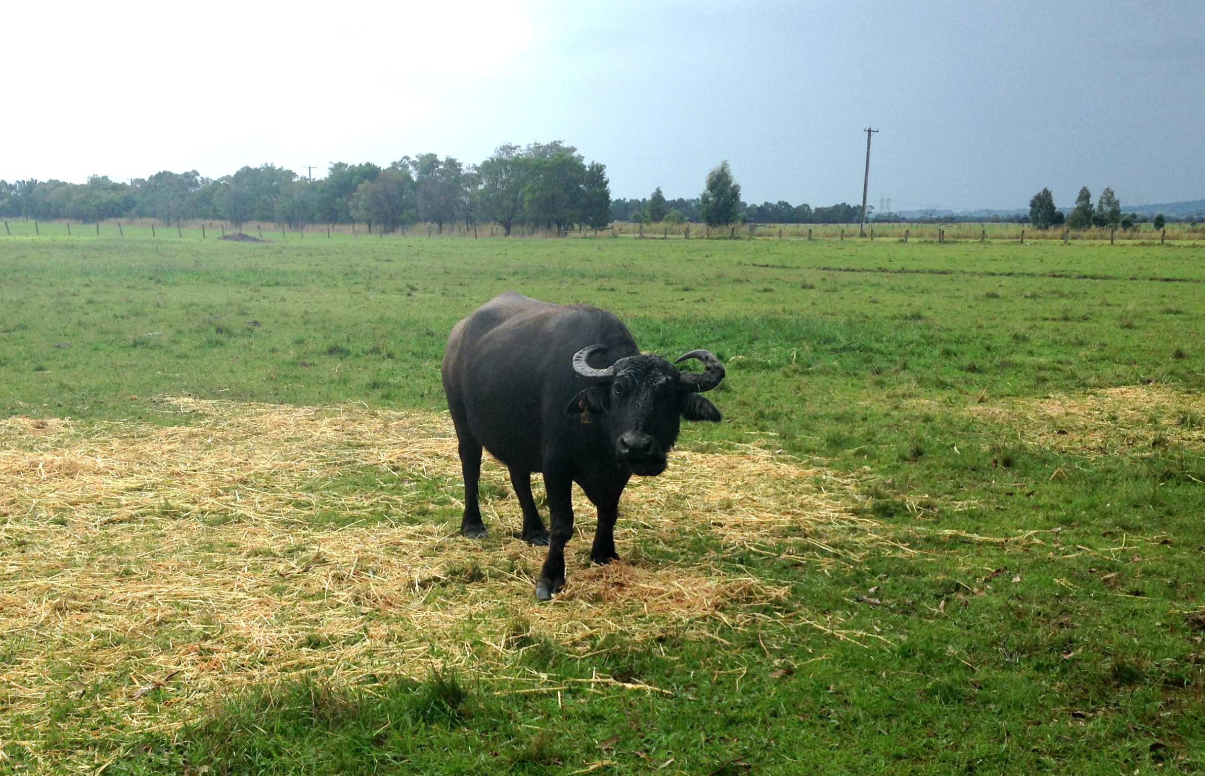 Bullish hopes for Victorian buffalo dairy future - ABC Radio National