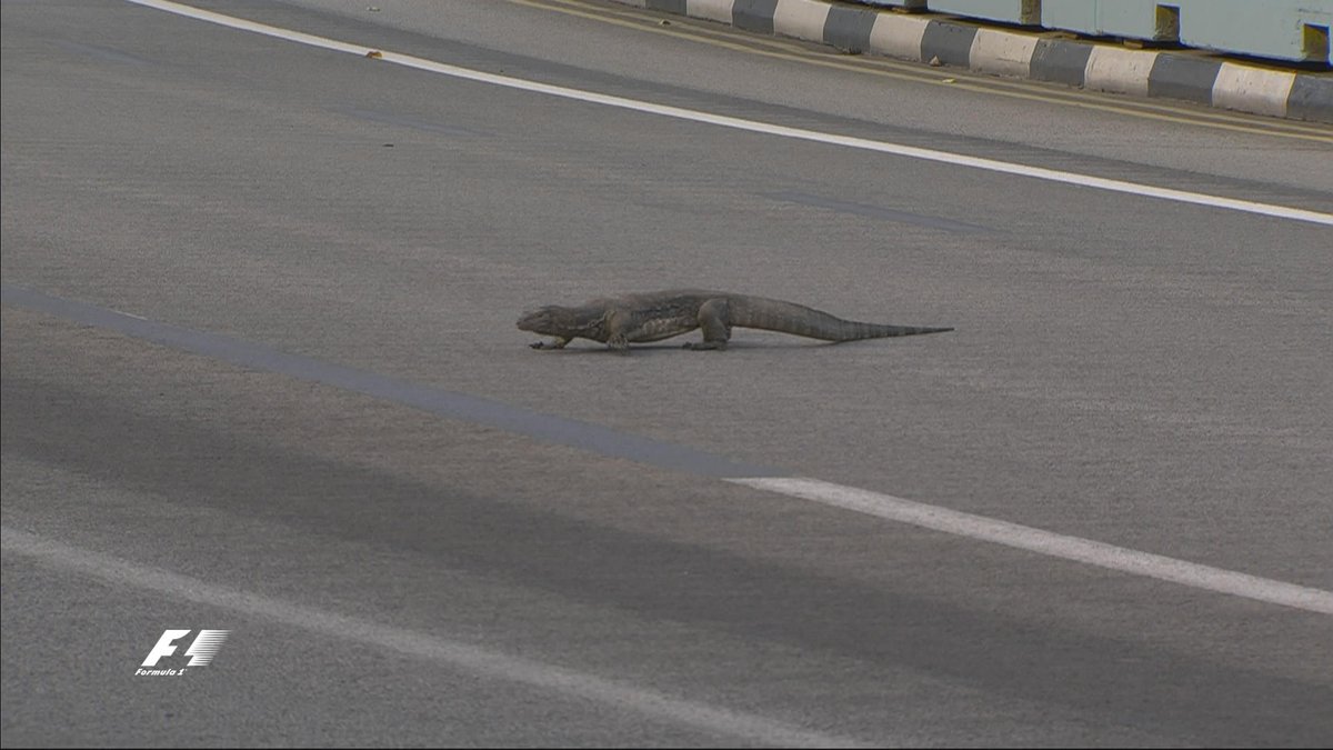 Formula One driver Max Verstappen dodges 'giant lizard' on track ahead ...