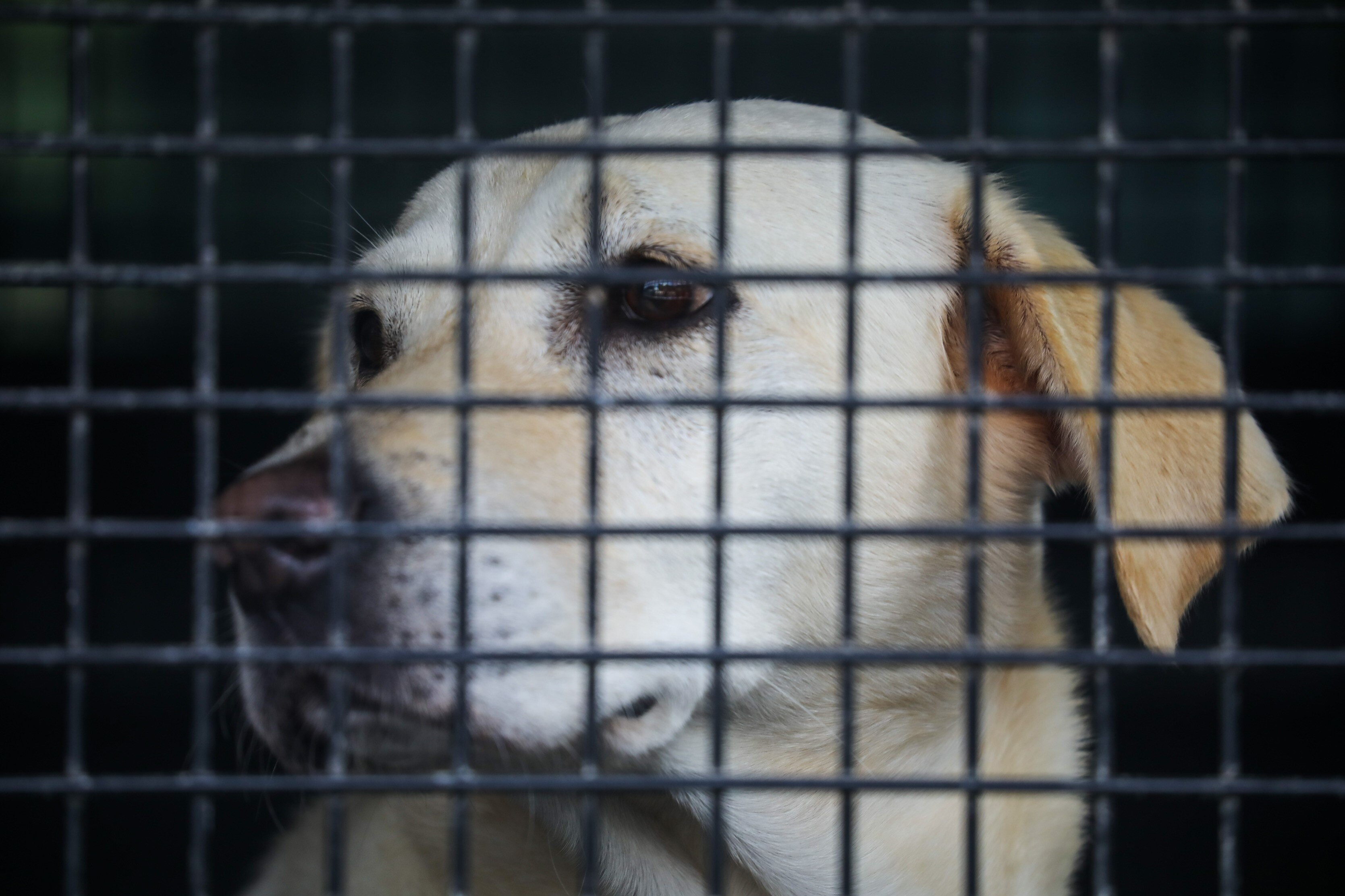 New police search for missing mum Samantha Murphy in bushland near ...