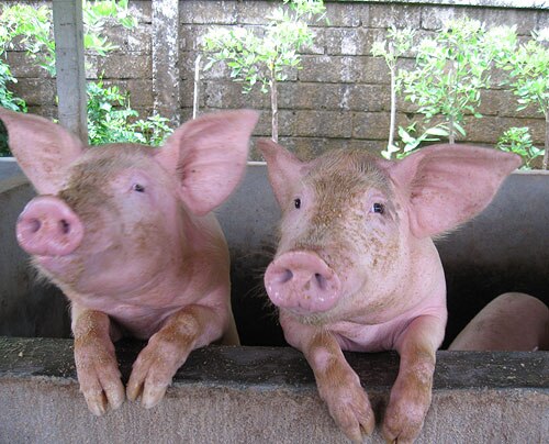 Indonesia journey: democracy and diversity: Bali - ABC listen