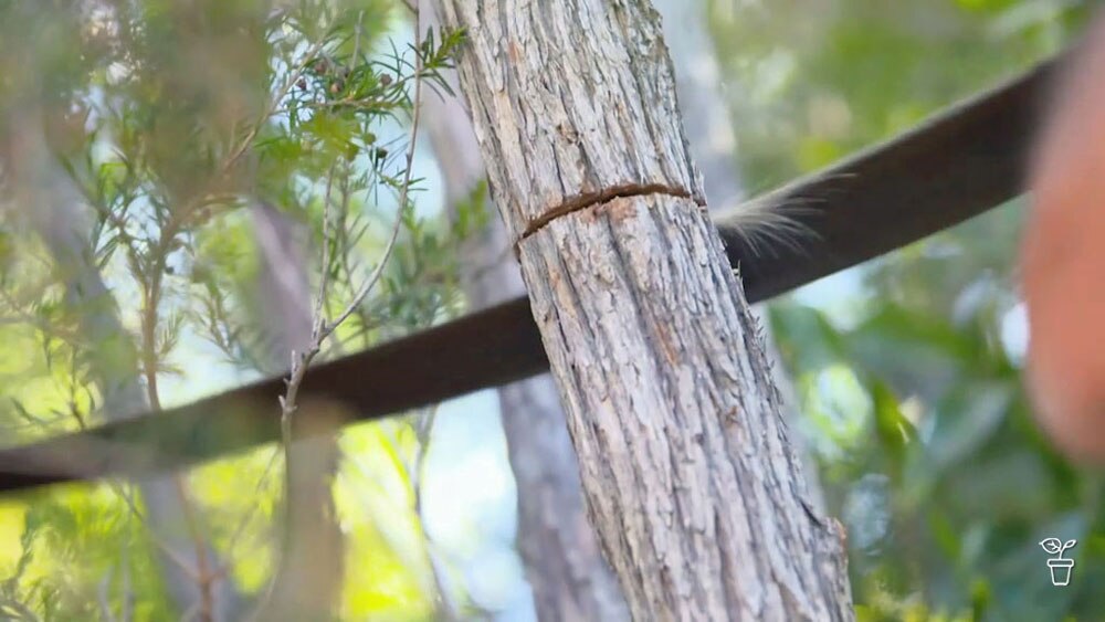 Top Tip | Tree Reno - Gardening Australia