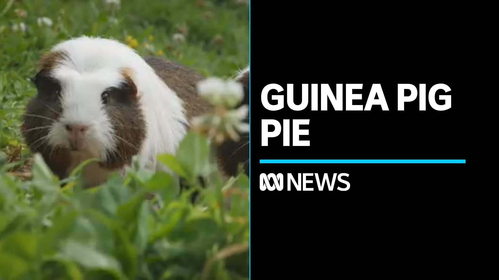 Guinea pig meat farming - ABC News