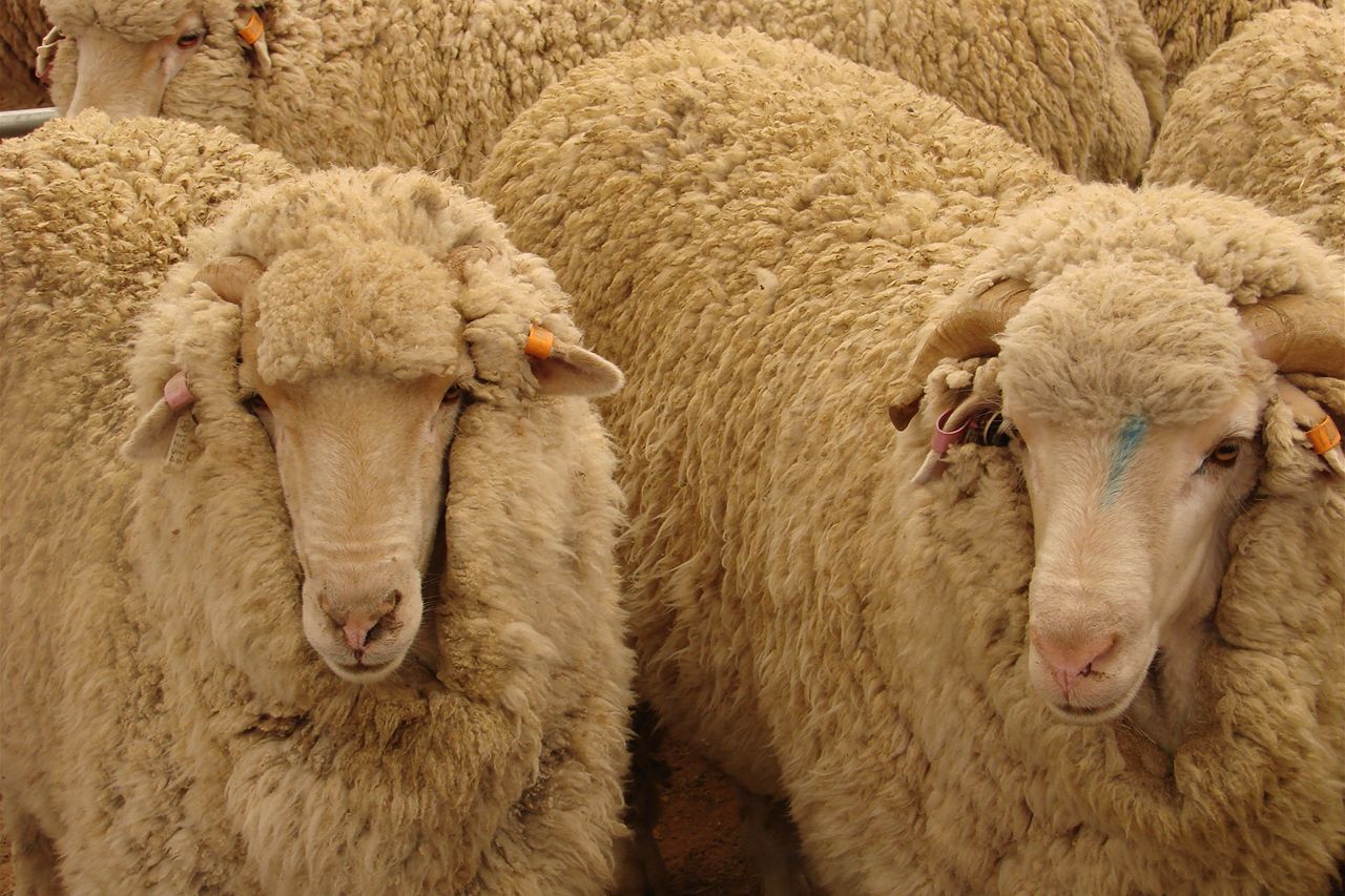 Merino breeding trial aims to boost genetics and productivity - ABC News