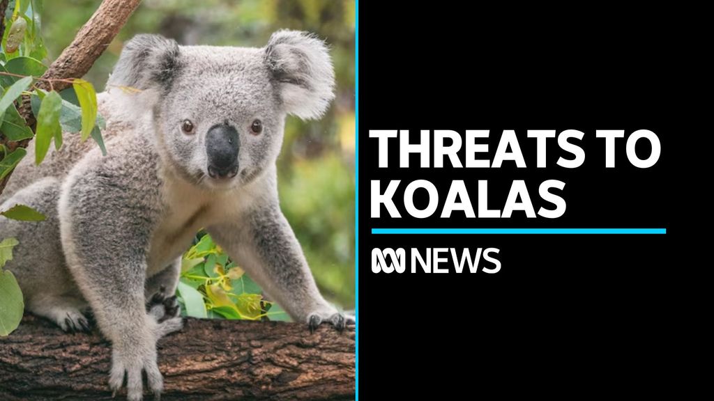 Sydney roads becoming dangerous for koalas - ABC News