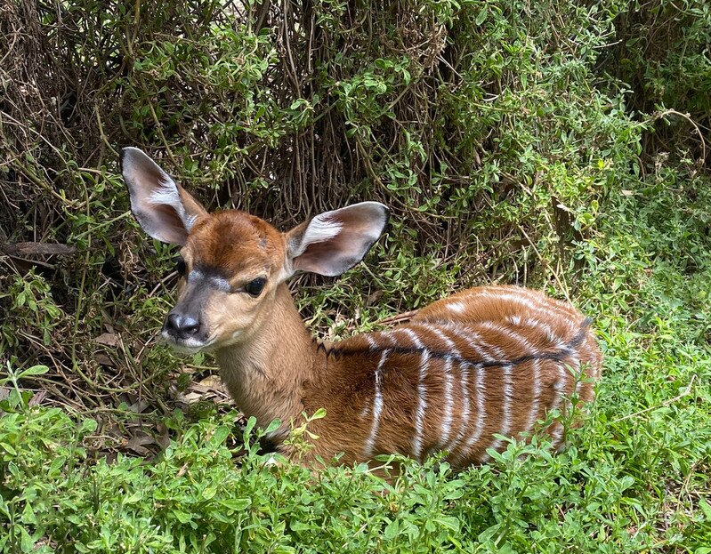 Baby antelopes bound into Werribee Zoo in time for Christmas - ABC listen