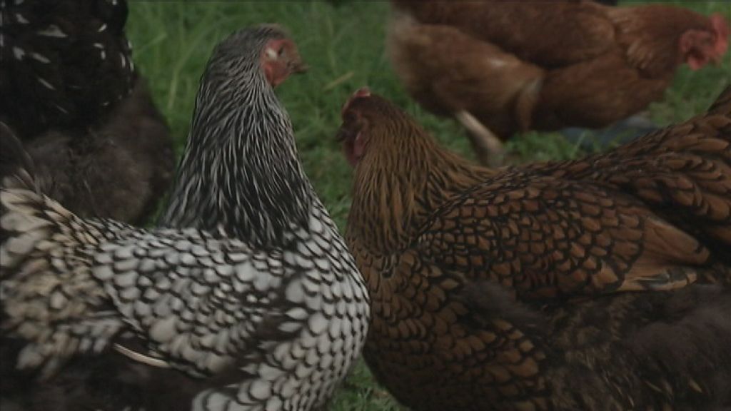 Rare chooks get a reprieve - ABC News
