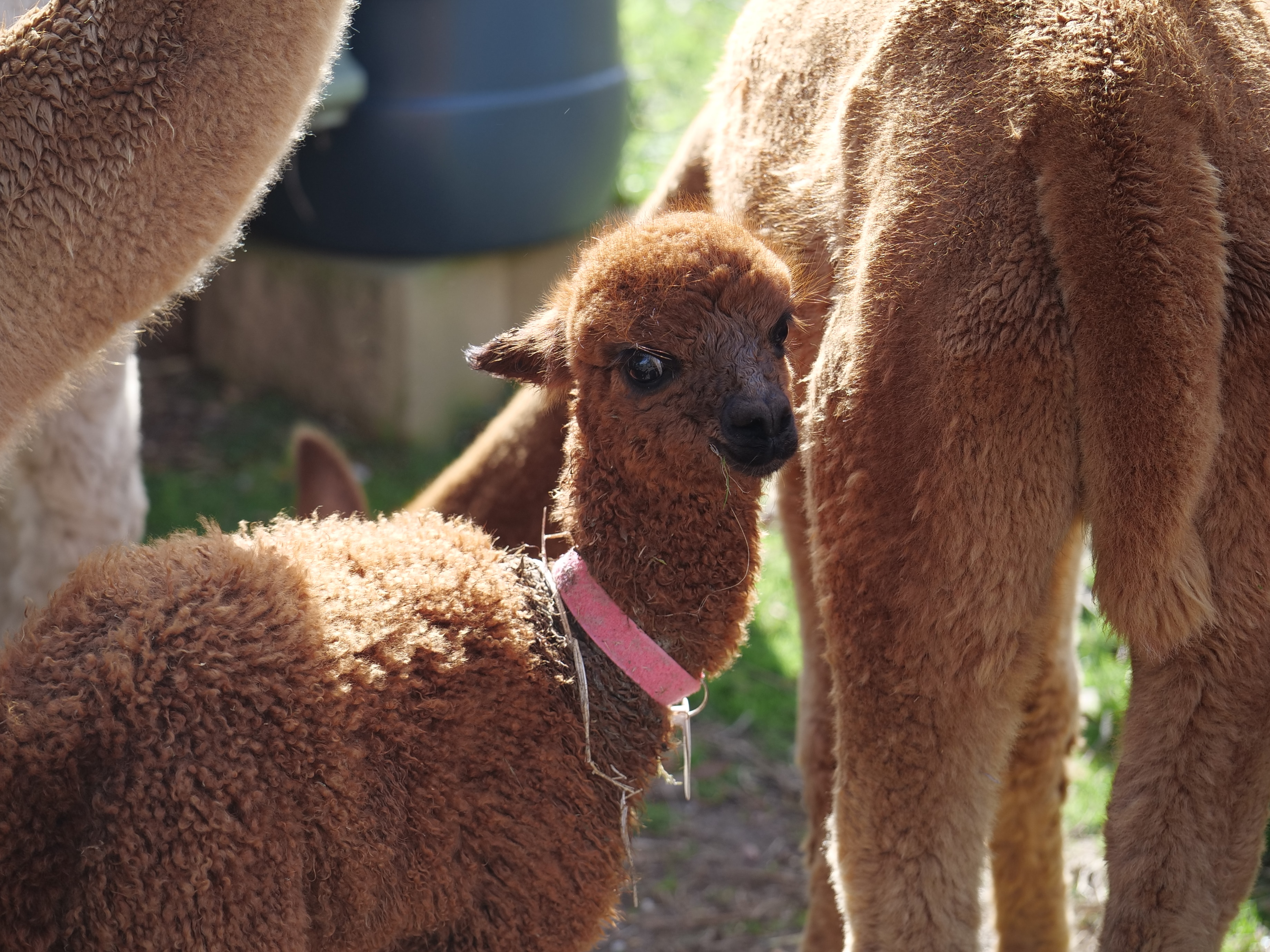 Compromise and Confrontation: Senator Neville Bonner - ABC Radio National