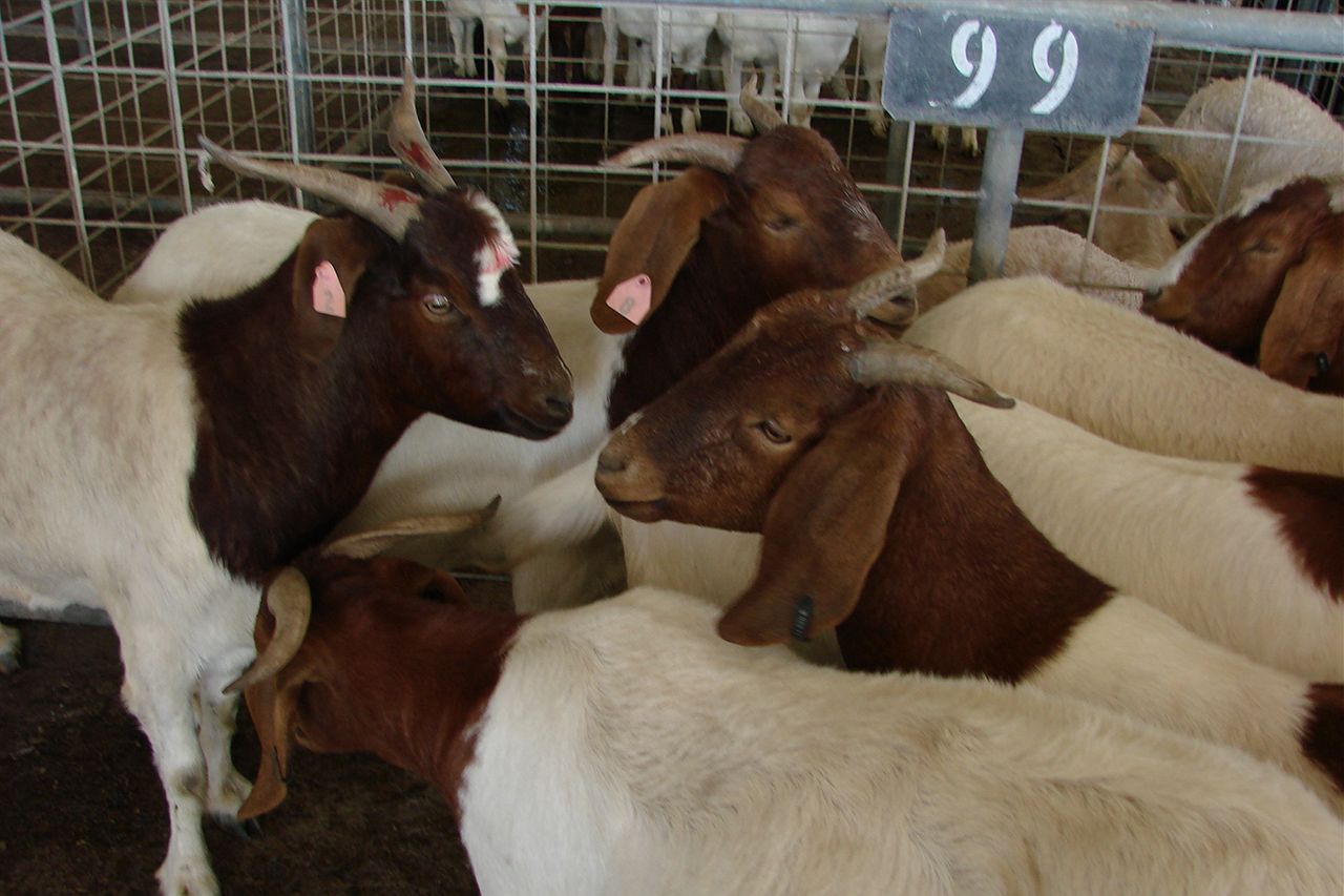 Goat exporters say new welfare standards are unaffordable - ABC News
