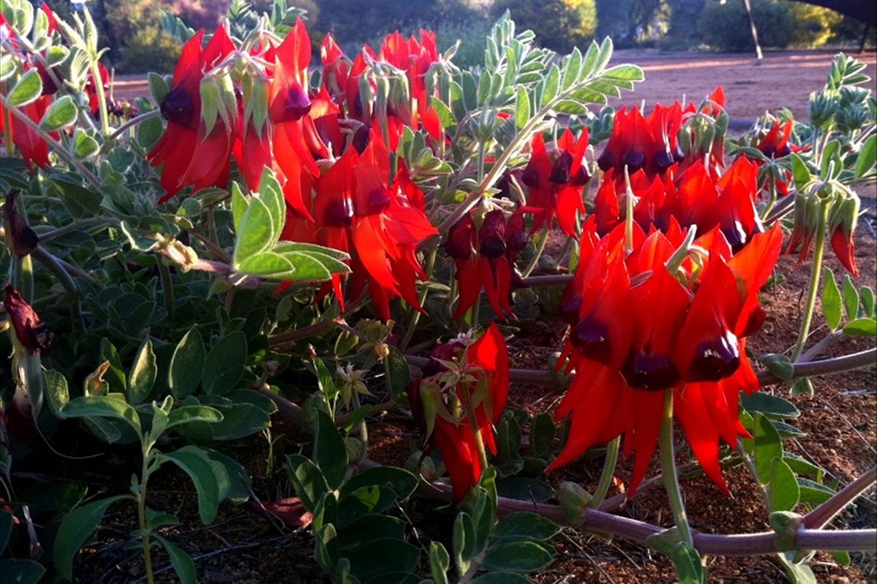 Alice flower show to be blooming great - ABC News