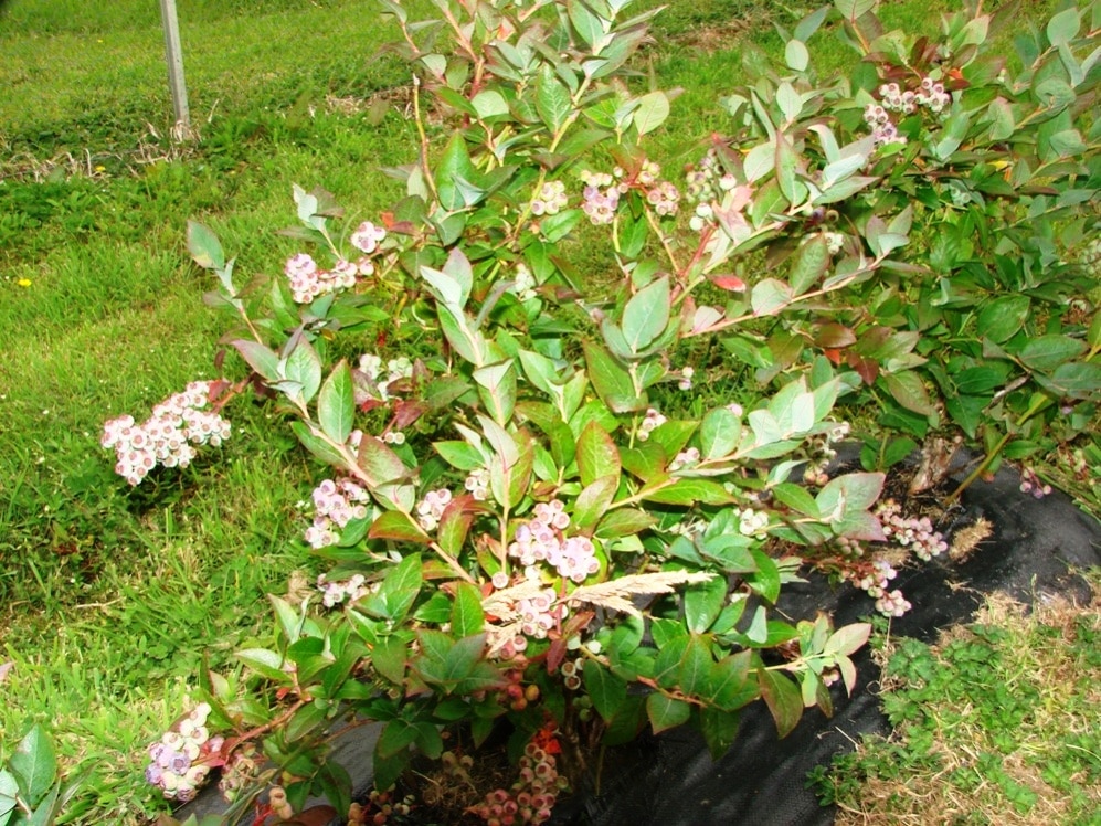 Blueberry growers have called for a Parliamentary Inquiry into the ...