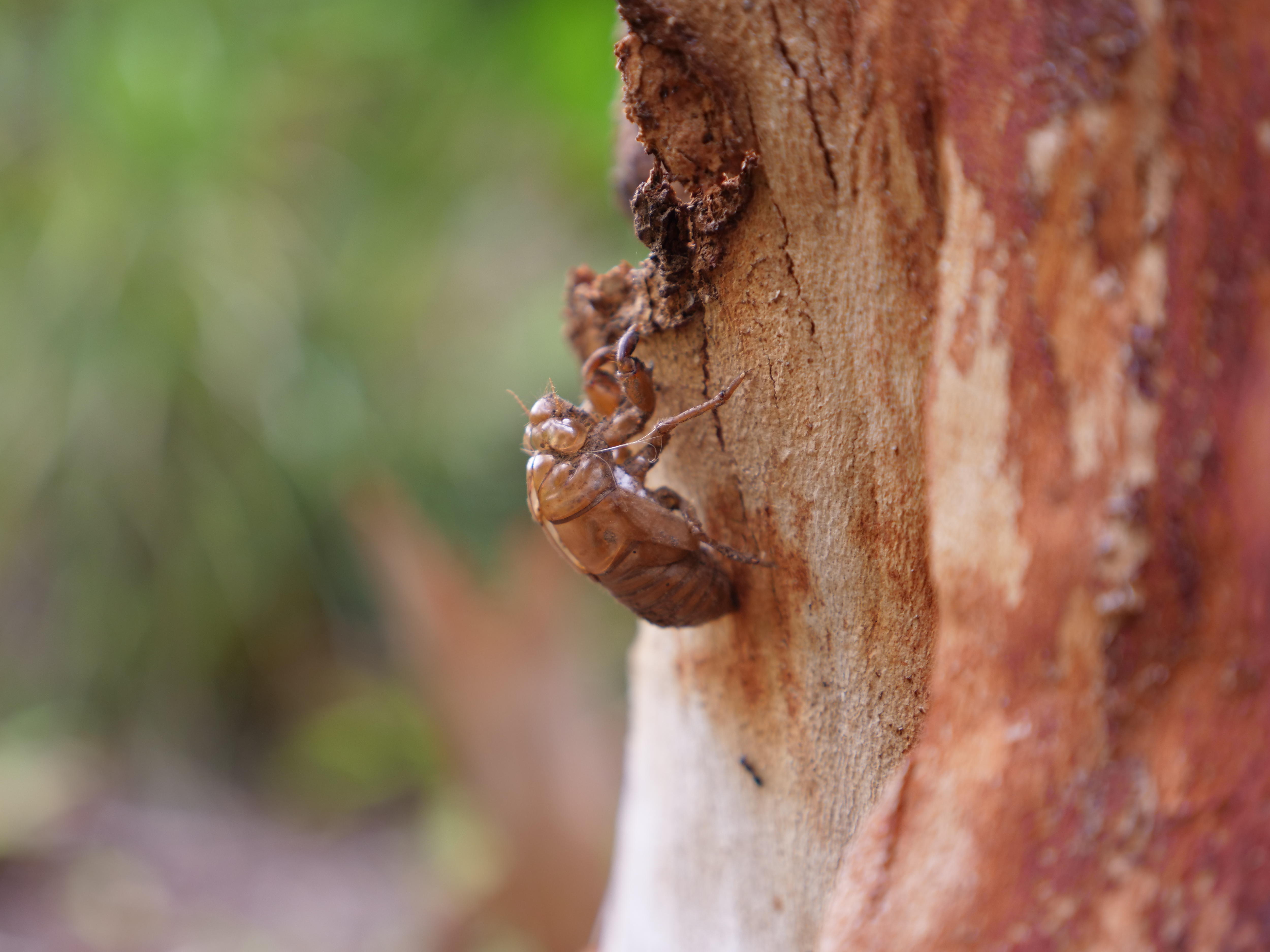 Booming summer insect numbers bring loudest cicada chorus in years ...