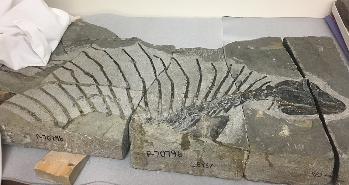 Fossil of Gordodon dating back 300 million years rewrites 'known ...