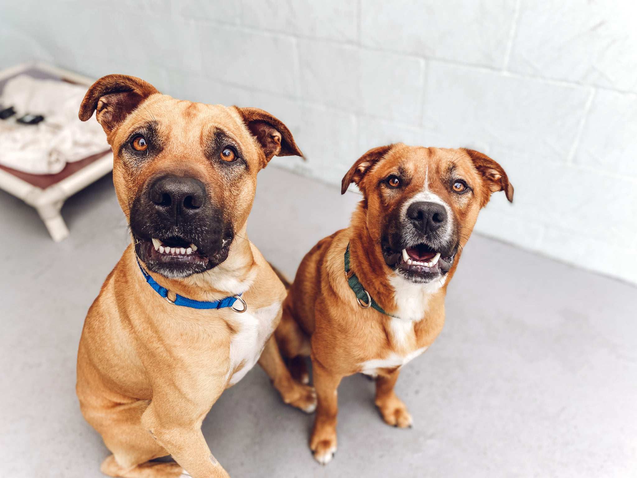 Perth dog refuge helping pups to find lasting love celebrates milestone ...