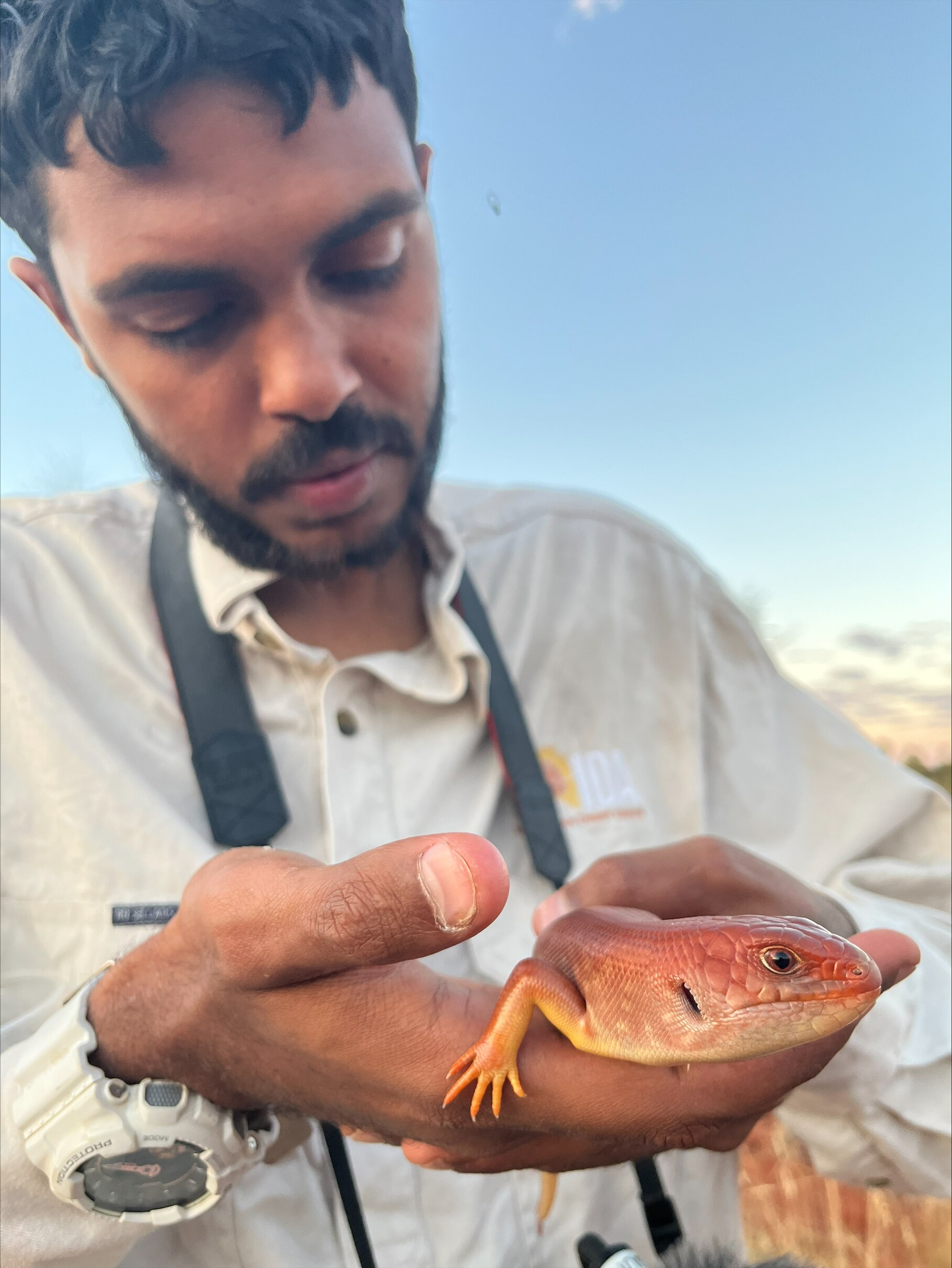 Traditional owners and scientists survey great desert skinks in ...