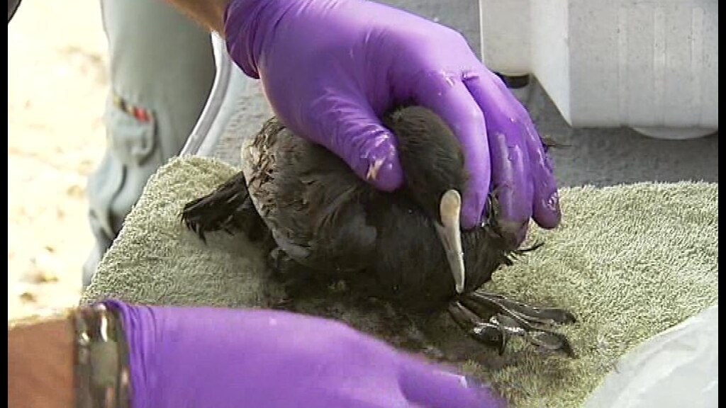 Storms let oil sludge reach wetlands - ABC News