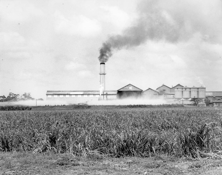 Bundaberg Sugar announces closure of 135-year-old Bingera sugar mill ...