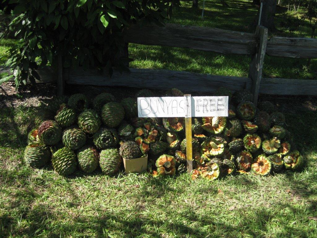 Beware of falling nuts as bunya trees in Queensland drop record amount ...