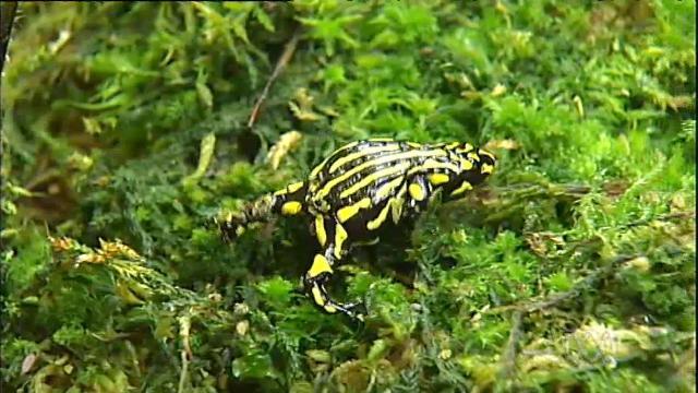 ABC News: Southern Corroboree Frog release - ABC Education